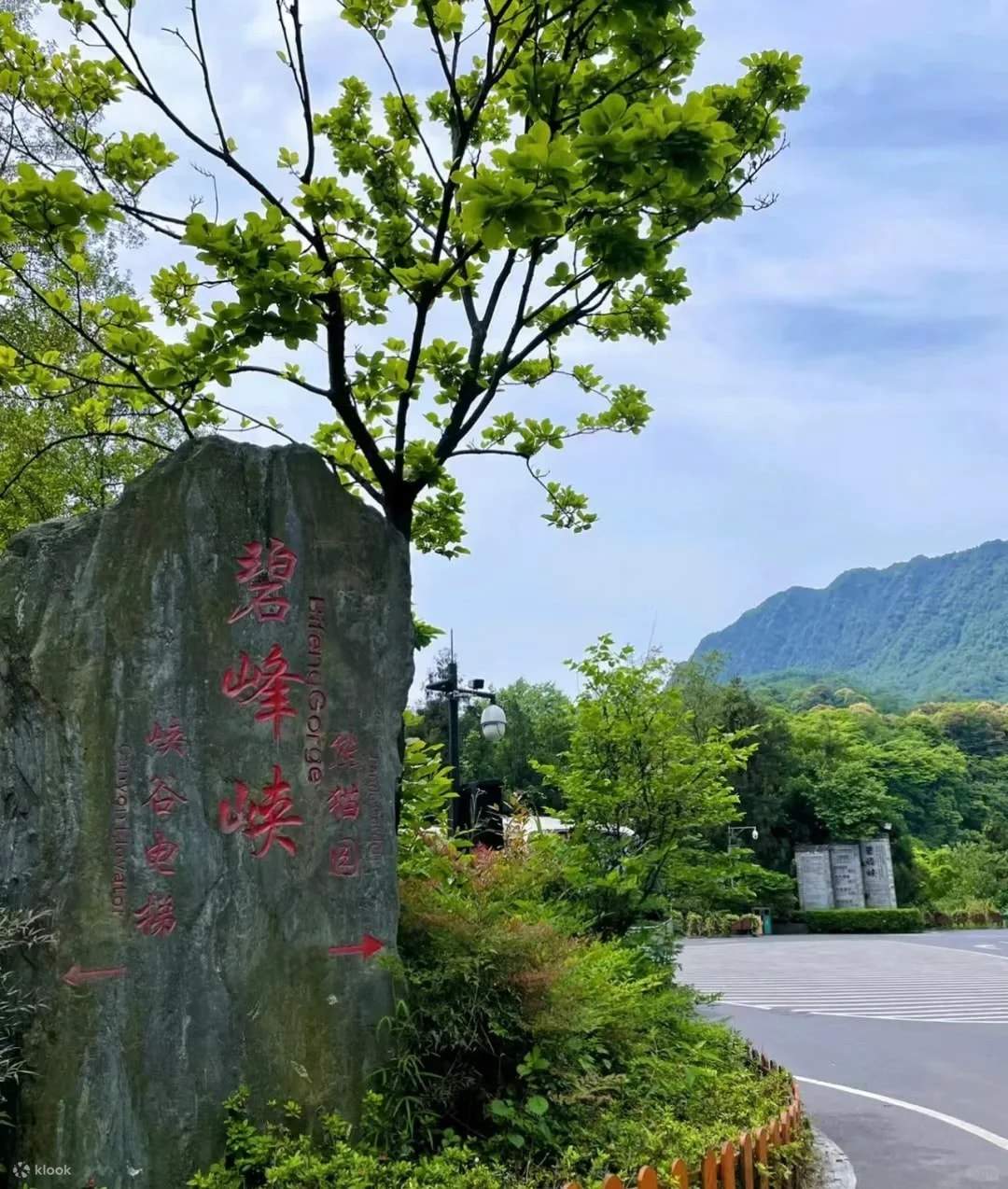 [Meet Xiangxiang] Bifengxia Panda Base & Huanglongxi One-day Tour ...